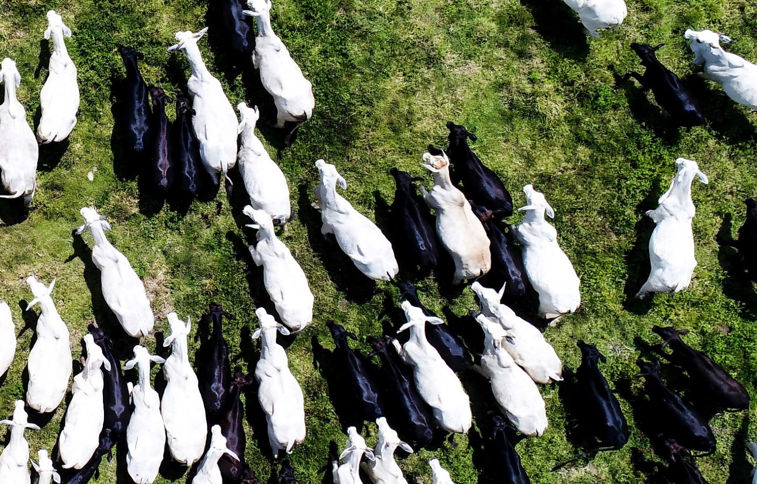 BRAZILIAN BEEF – ABIEC